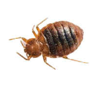 Bed Bugs – Say Bye Bugs